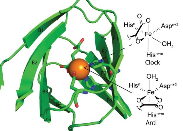 Hypoxia | Knapp Research Group Hypoxia | Knapp Research Group