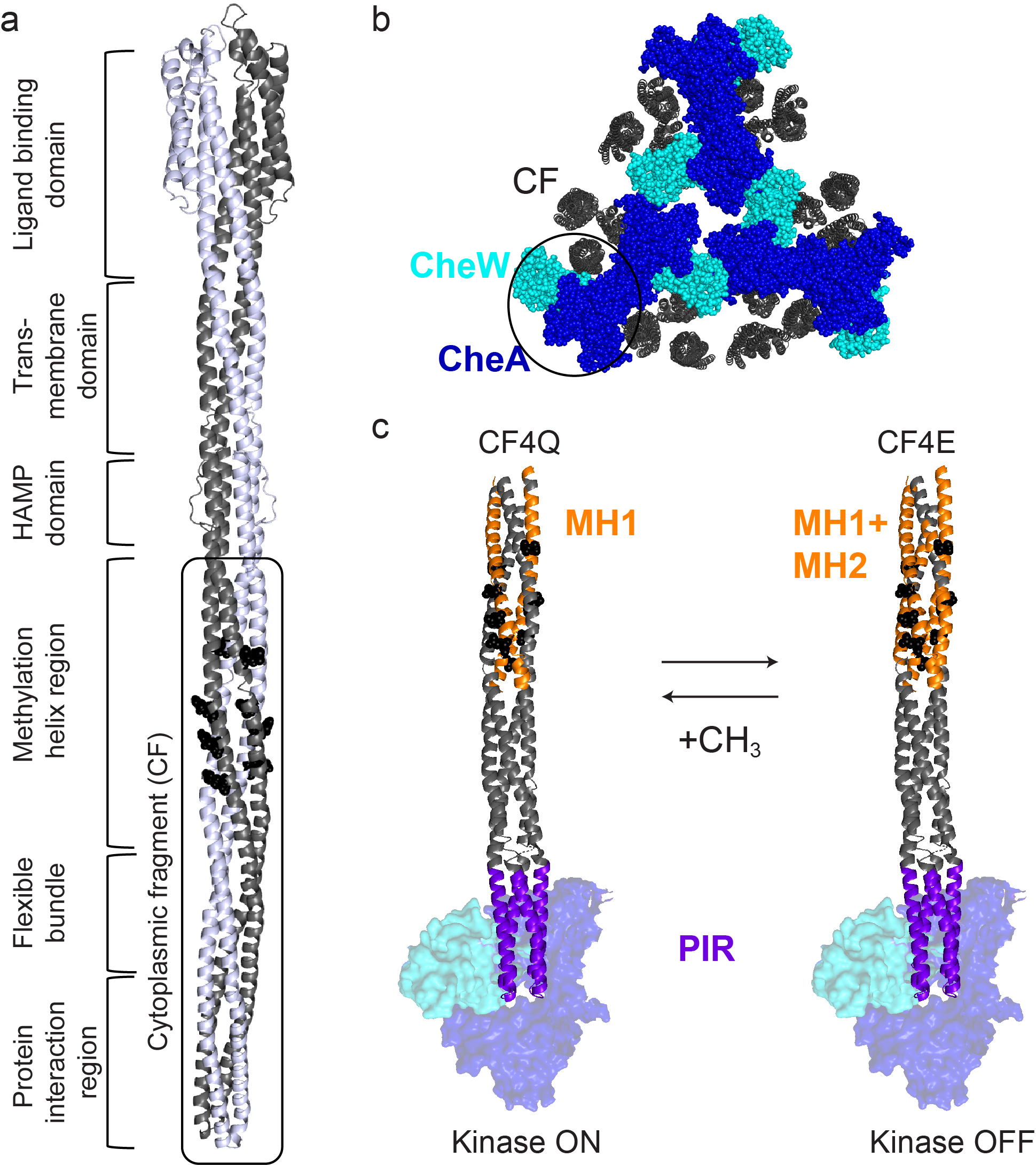Beyond Structure: Understanding dynamics in membrane protein complexes – Thompson Lab